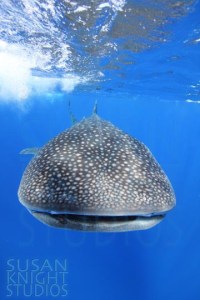 Mermaid Photographer Susan Knight | I am a mermaid